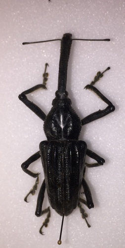 Vanapa oberthuri · iNaturalist