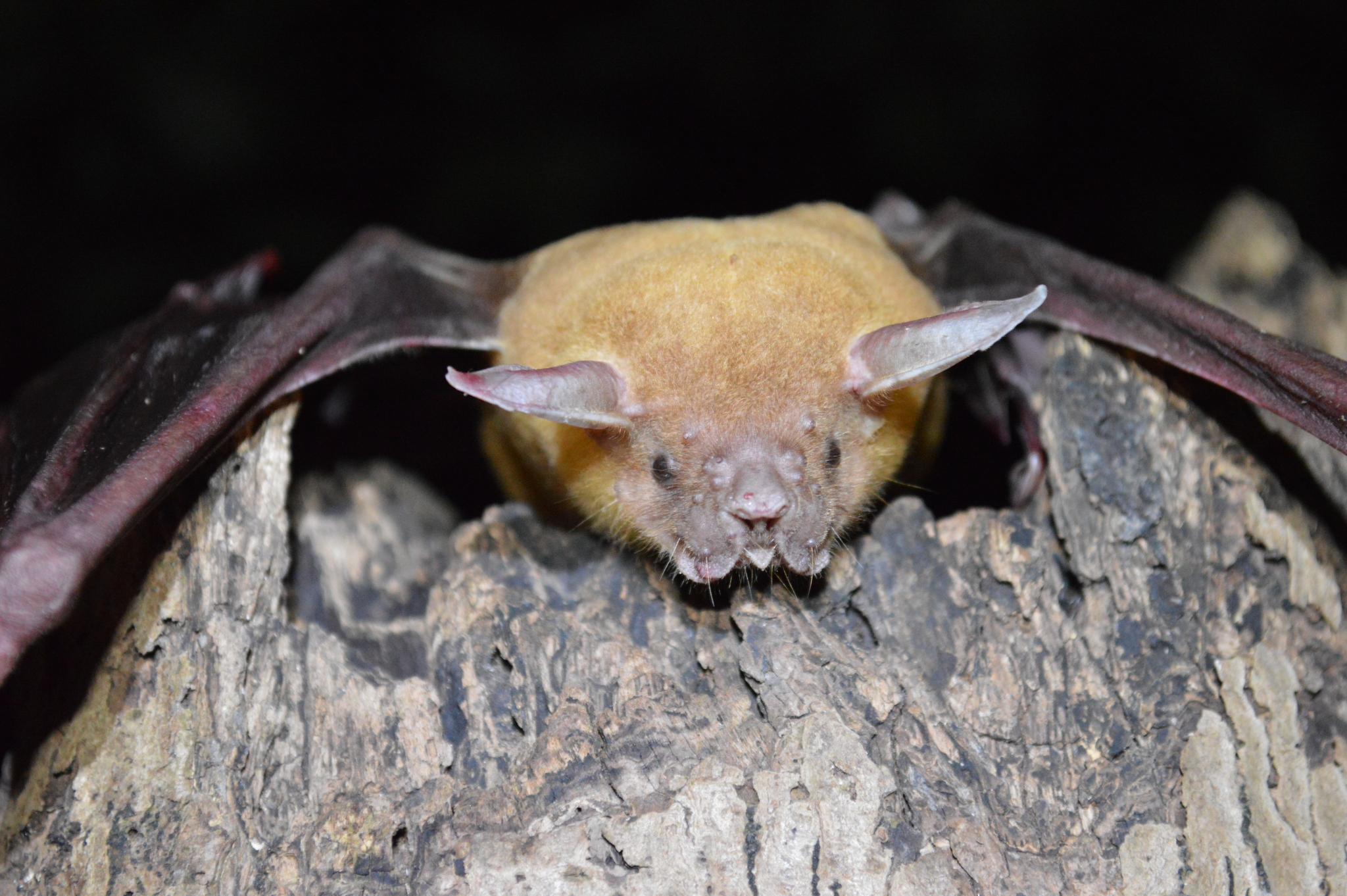 Noctilio leporinus (Linnaeus, 1758)