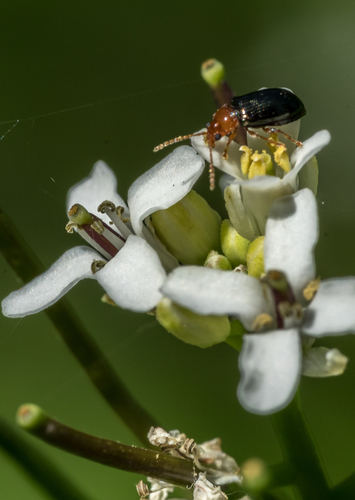 género Derocrepis · NaturaLista Colombia