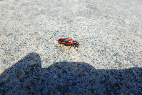 Strongylium limbatum · iNaturalist