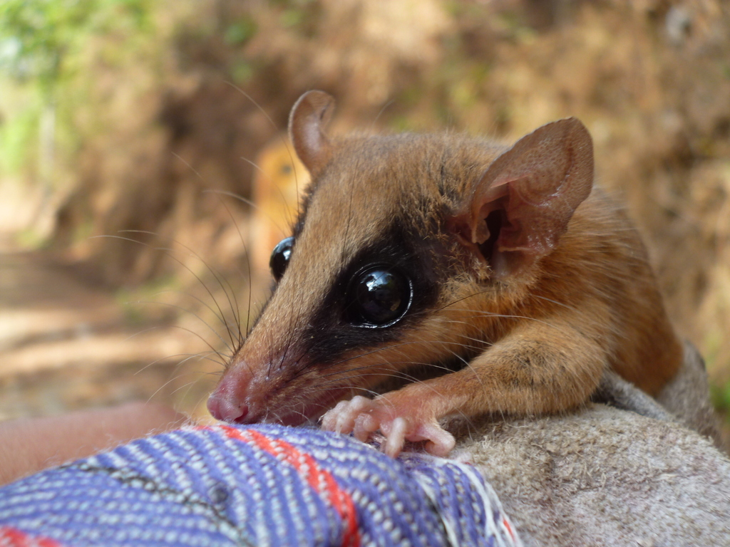 Mouse Opossums (Marmosa) - Know Your Mammals
