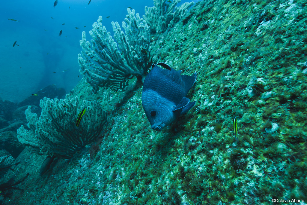 Giant Damselfish (Microspathodon dorsalis) - Marine Life Identification