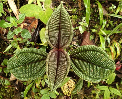 Blakea subpanduriformis · iNaturalist