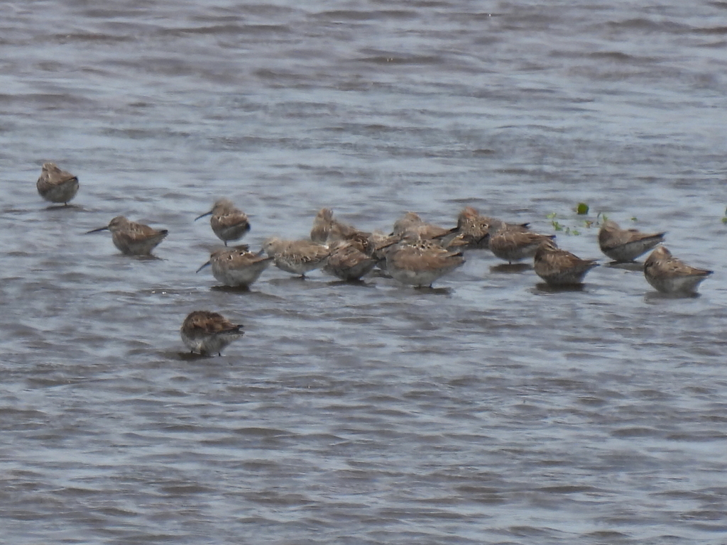 Long-billed Dowitcher from El Franco Lee Park on April 19, 2026 at 01: ...