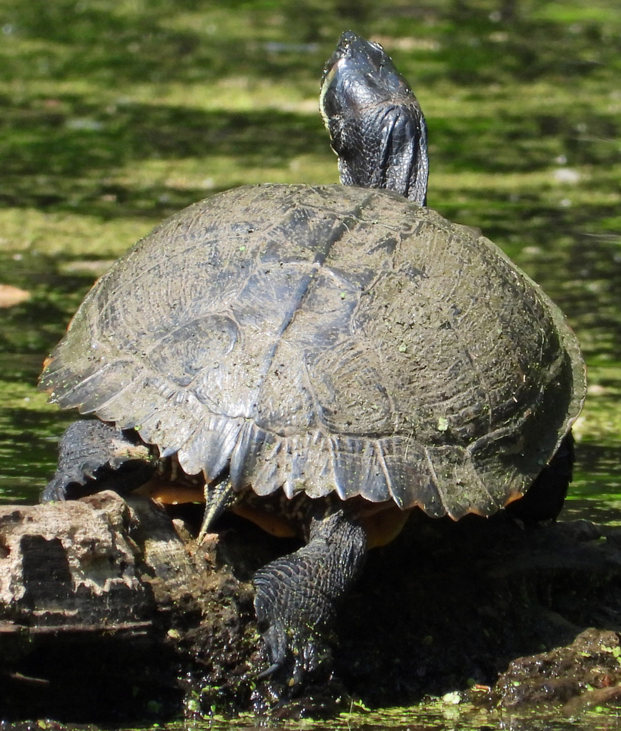 Pond Slider from Valley Mill Special Park, East Randolph Road ...