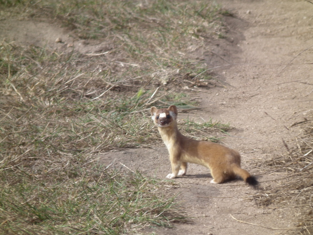Long-tailed Weasel from Point Reyes National Seashore, Inverness, CA ...
