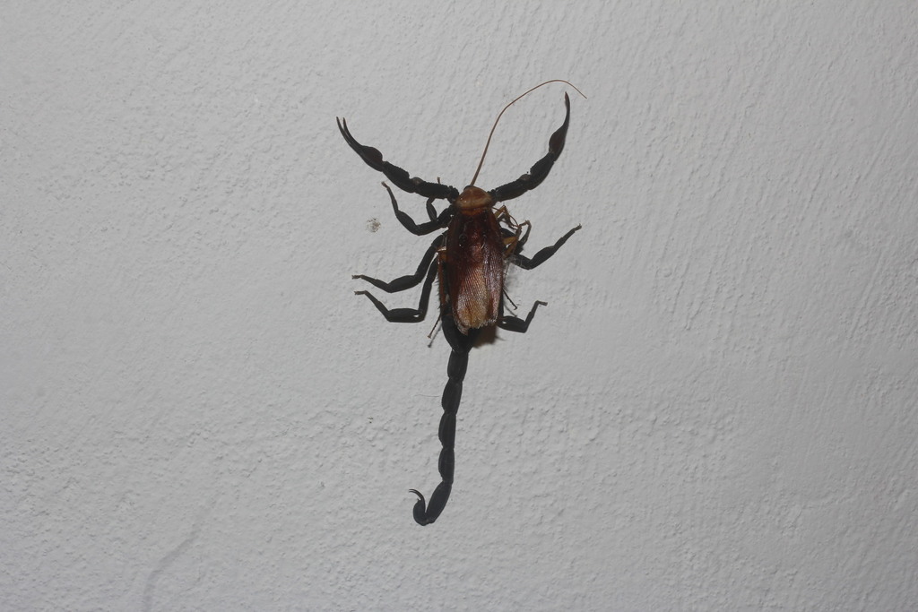 Slender Brown Scorpion from Dzilam de Bravo, Yuc., México on January 18 ...