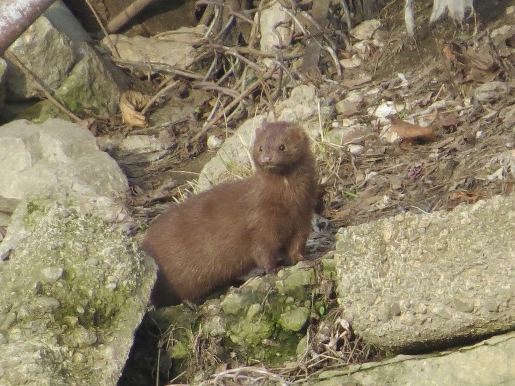 American Mink (Neogale vison) - Know Your Mammals