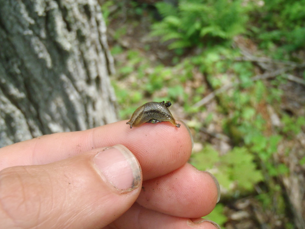 Arion Slugs from Ontonagon County, MI, USA on July 13, 2013 at 01:46 AM ...