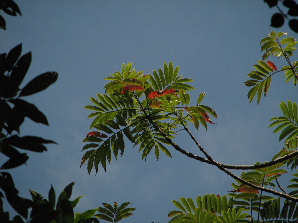 brunellia family (Brunelliaceae) - Botanical Realm