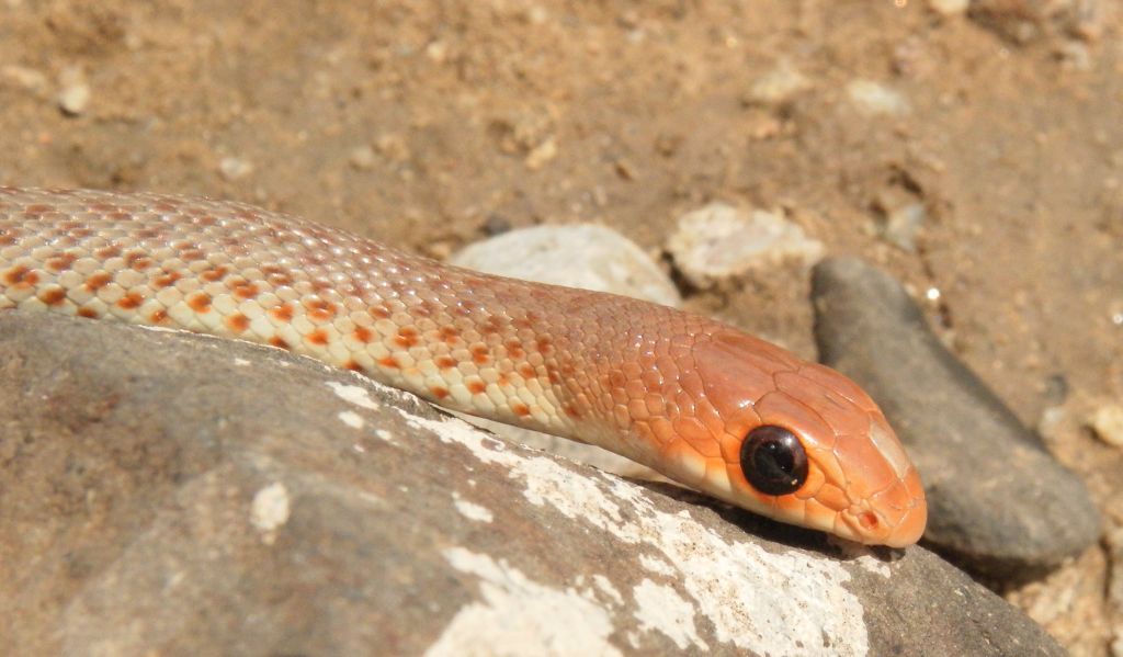 Red-spotted Beaked Snake from Woyto on July 10, 2012 by Vlada Trailin ...