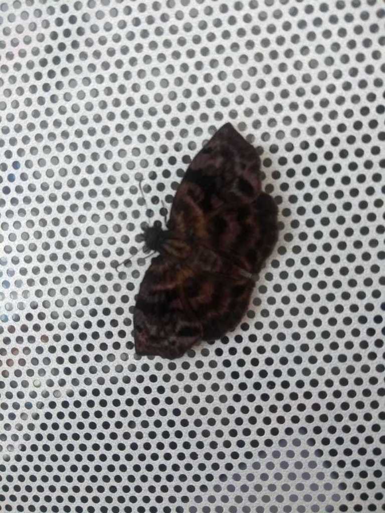 Pellicia from Rua Xavier Mayer by rnkz · iNaturalist