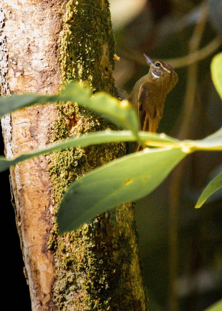 (Xenops minutus littoralis) - Avian Discovery