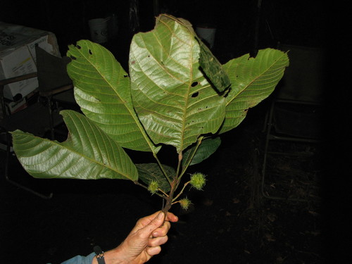 Palo colorado (Sloanea tuerckheimii)