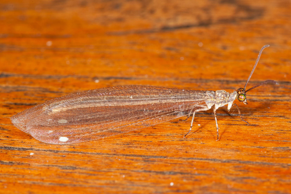 Myrmeleon neocaledonicus from Pouembout, Nouvelle-Calédonie on March 21 ...
