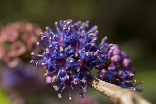 Memecylon angustifolium · iNaturalist