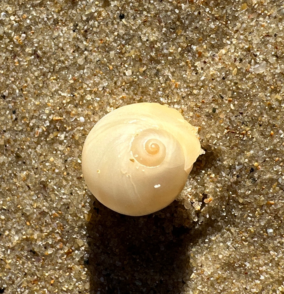 Bladder Moon Snail from Middle Harbour, NSW, AU on April 25, 2026 at 03 ...