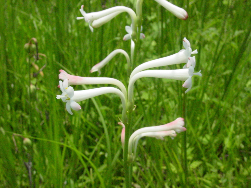 Polianthes palustris in August 2009 by Arturo Castro Castro · iNaturalist