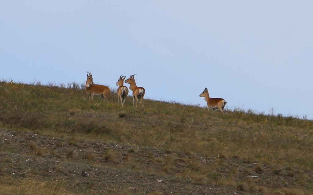 Mongolian Gazelle (Procapra gutturosa) - Know Your Mammals