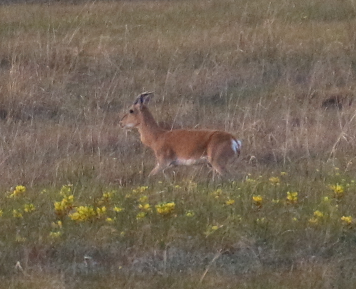 Mongolian Gazelle (Procapra gutturosa) - Know Your Mammals