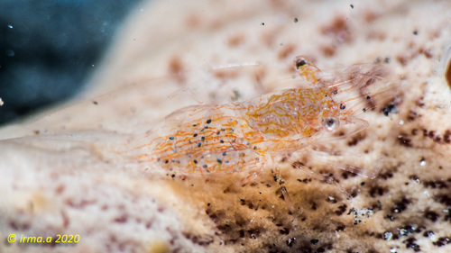 Periclimenes incertus · iNaturalist