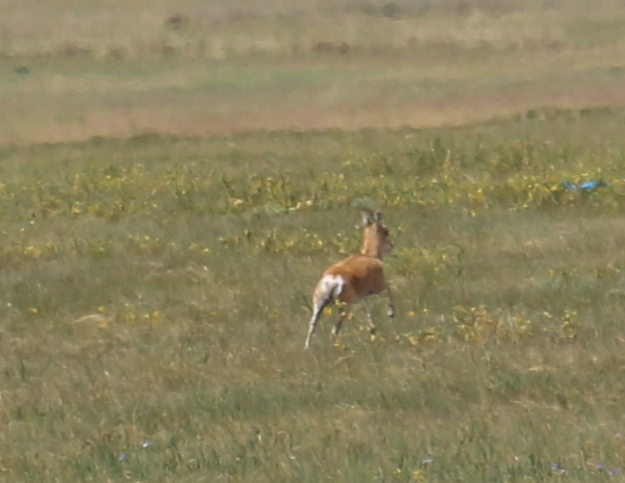 Mongolian Gazelle (Procapra gutturosa) - Know Your Mammals