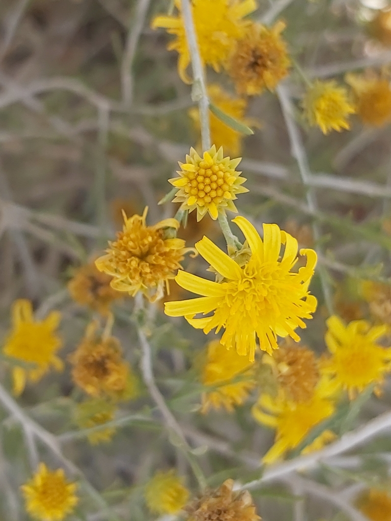 arfaj (Rhanterium epapposum) - Botanical Realm