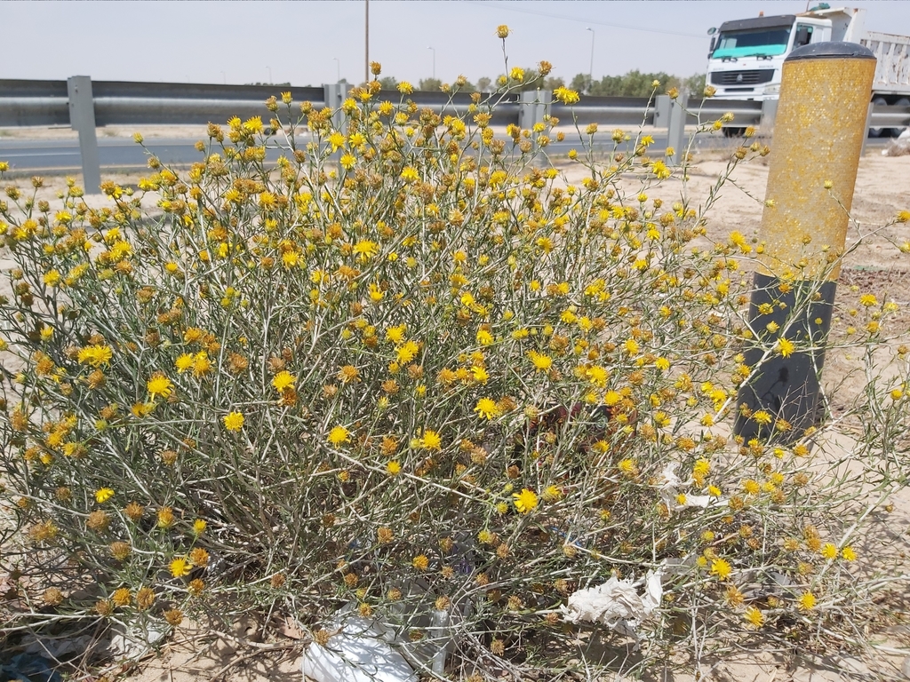 arfaj (Rhanterium epapposum) - Botanical Realm