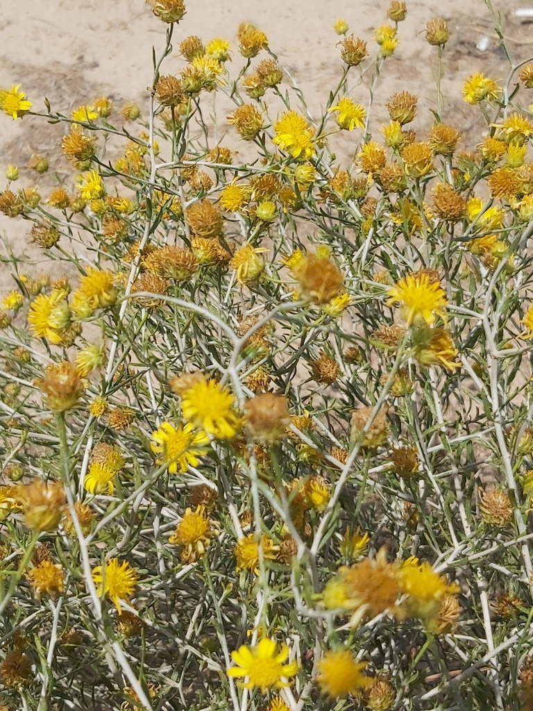 arfaj (Rhanterium epapposum) - Botanical Realm