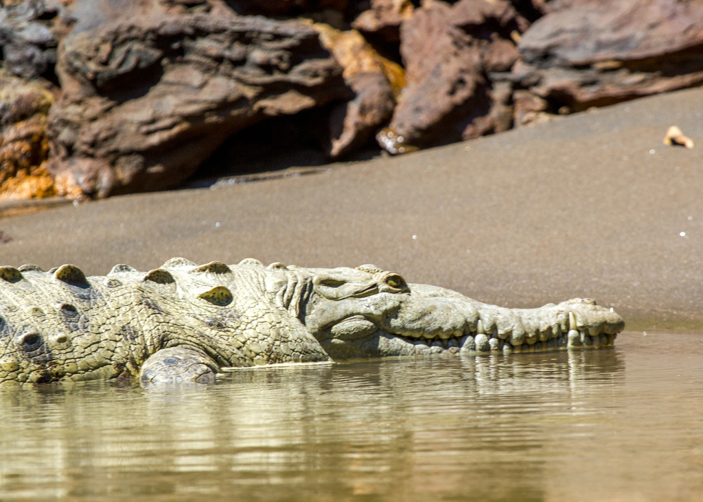 American Crocodile in October 2015 by C Yasuda · iNaturalist
