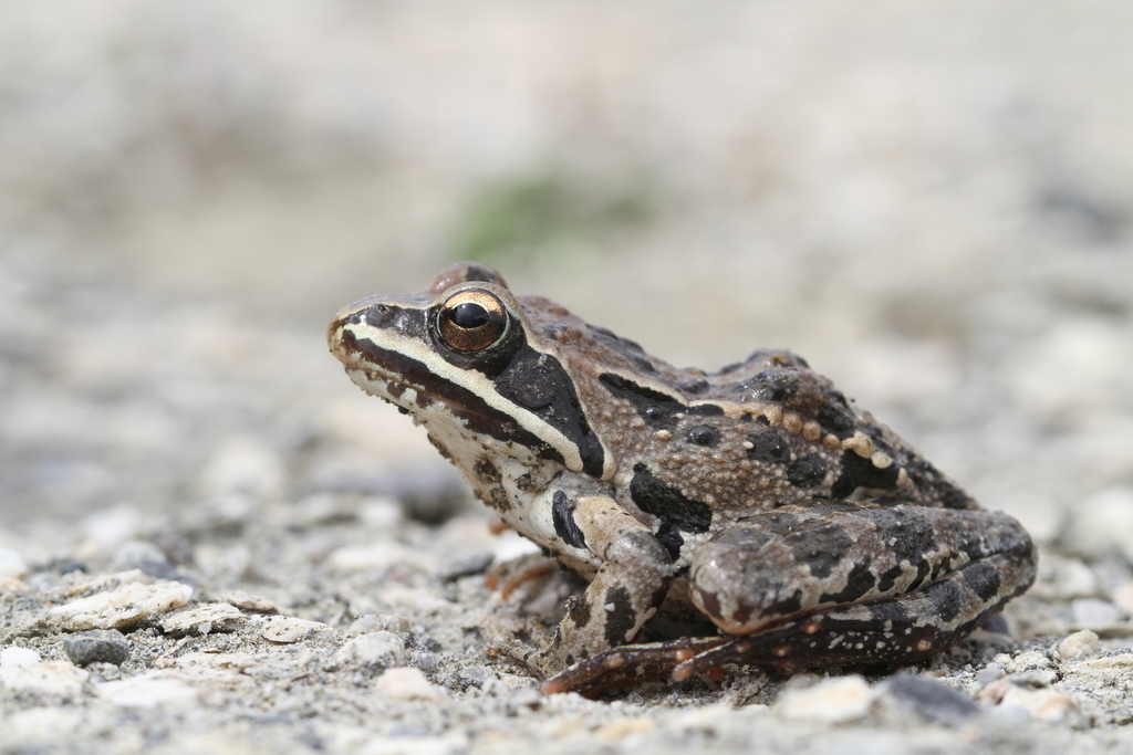 Tavas Mountain Frog in May 2014 by Alex Ville · iNaturalist