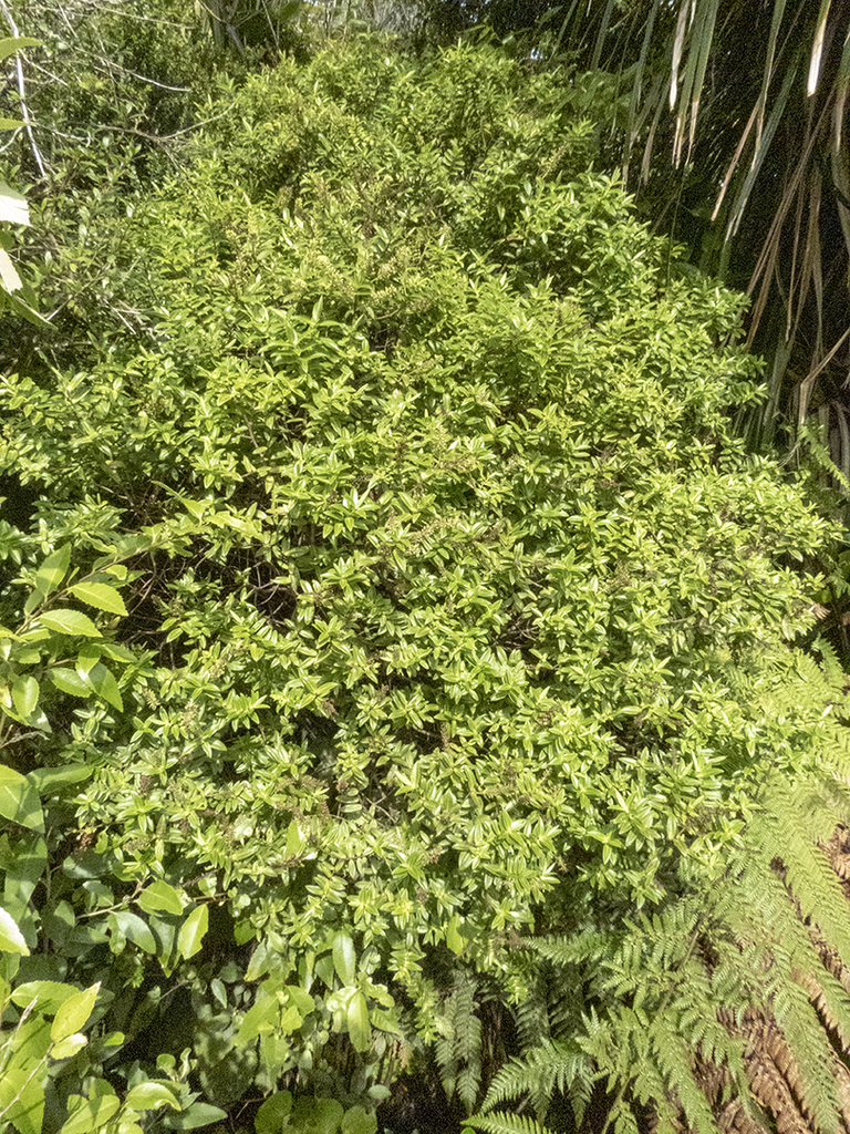 Veronica leiophylla from Paparoa National Park, New Zealand on March 25 ...