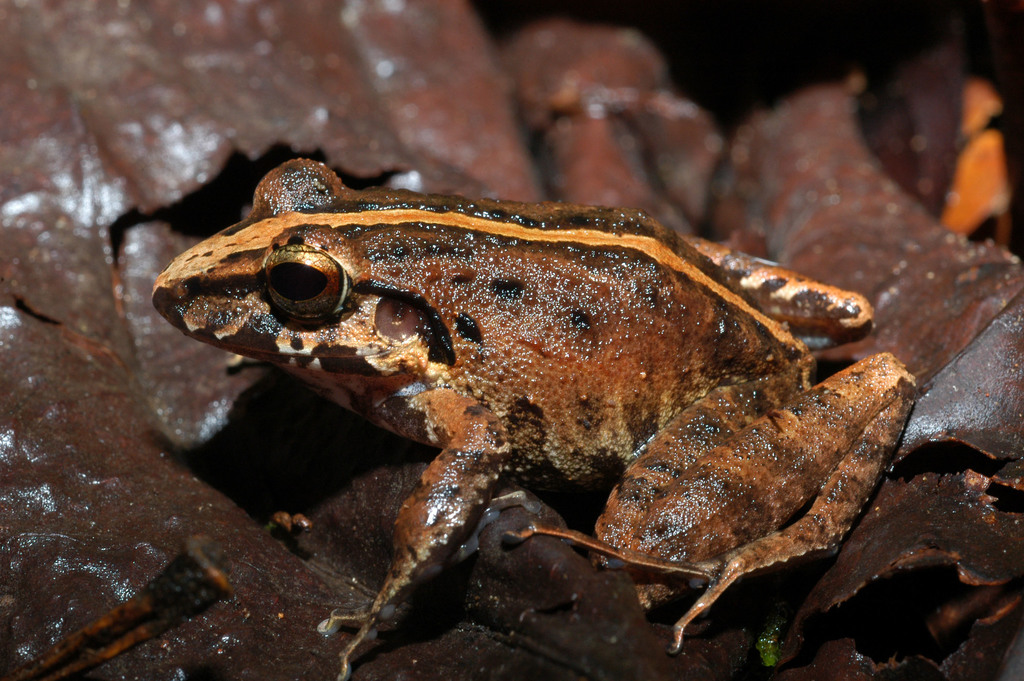 Ranita Común de Lluvia (Anfibios Papa´s Place (Frogs & Toads ...