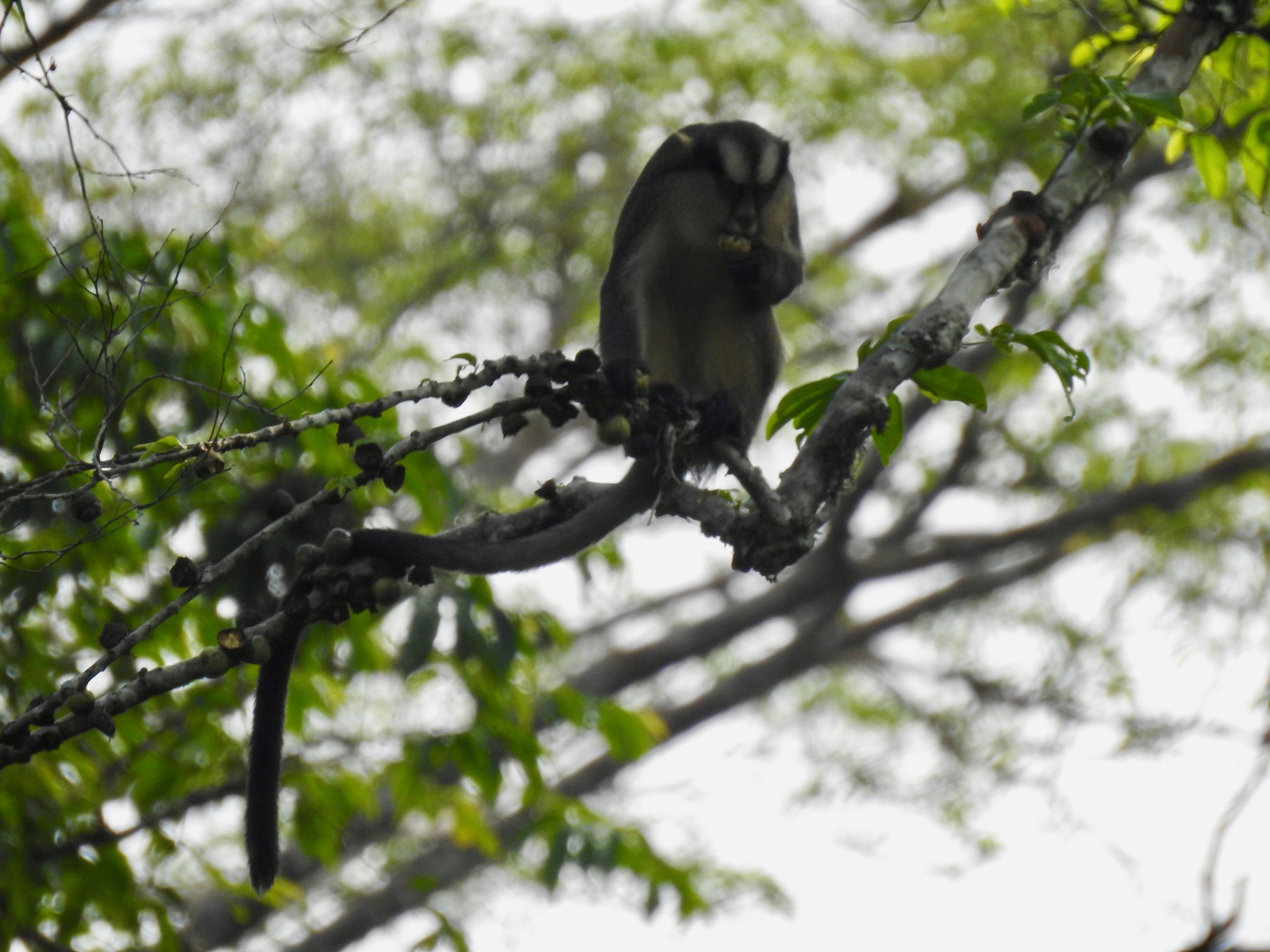 Cercopithecus pogonias Bennett, 1833