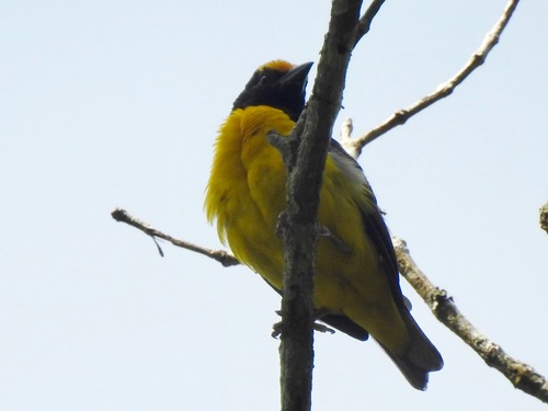 Yellow-capped Weaver (Ploceus dorsomaculatus) · iNaturalist