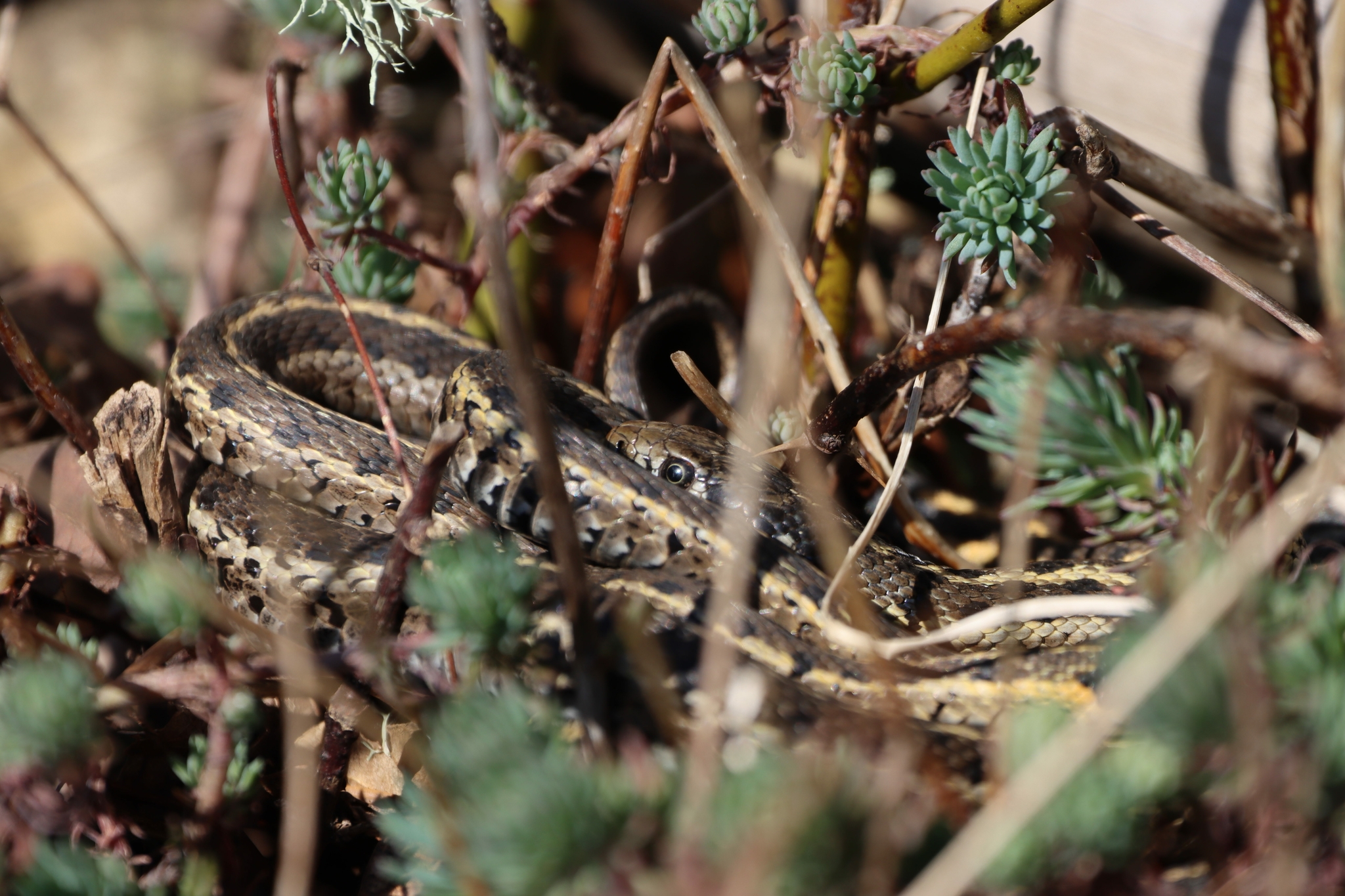 10 Facts About The Terrestrial Garter Snake – Snake Radar