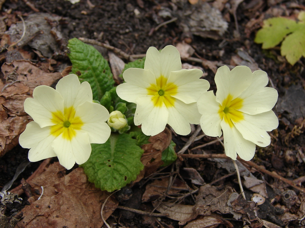 Primroses (Primulaceae (Primrose) of the Pacific Northwest) · iNaturalist