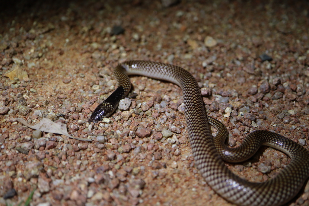 Robust Burrowing Snake (Snakes of the Townsville Region ) · iNaturalist