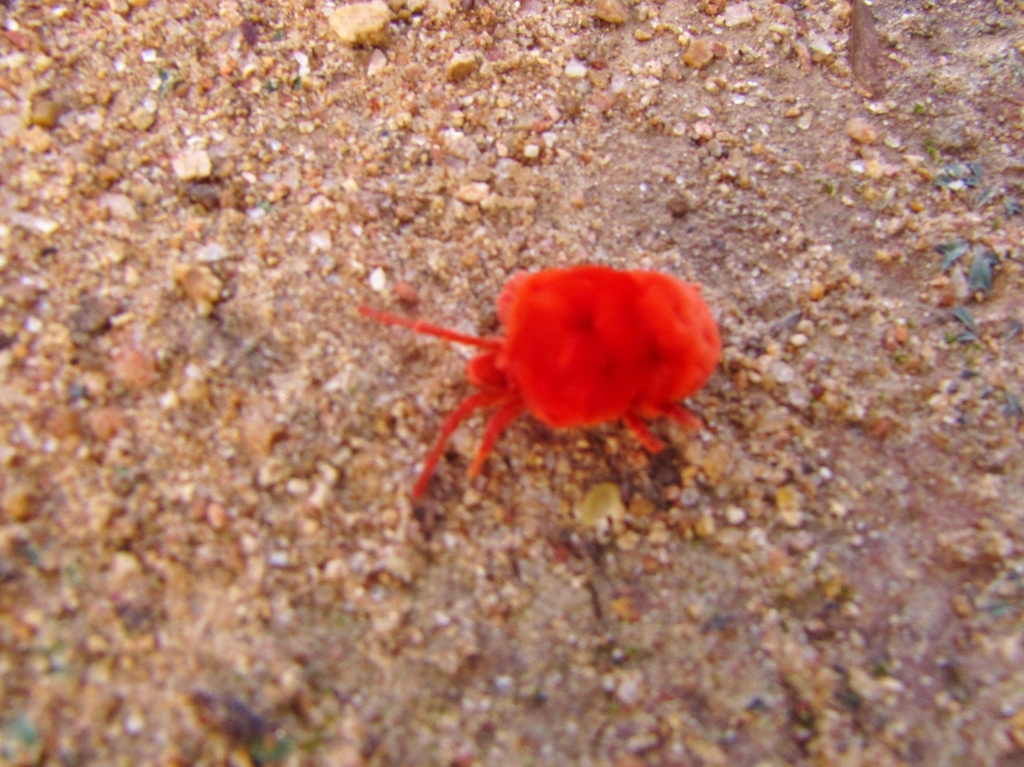 Giant Velvet Mites from Machinga, Malawi on January 1, 1980 at 12:03 AM ...