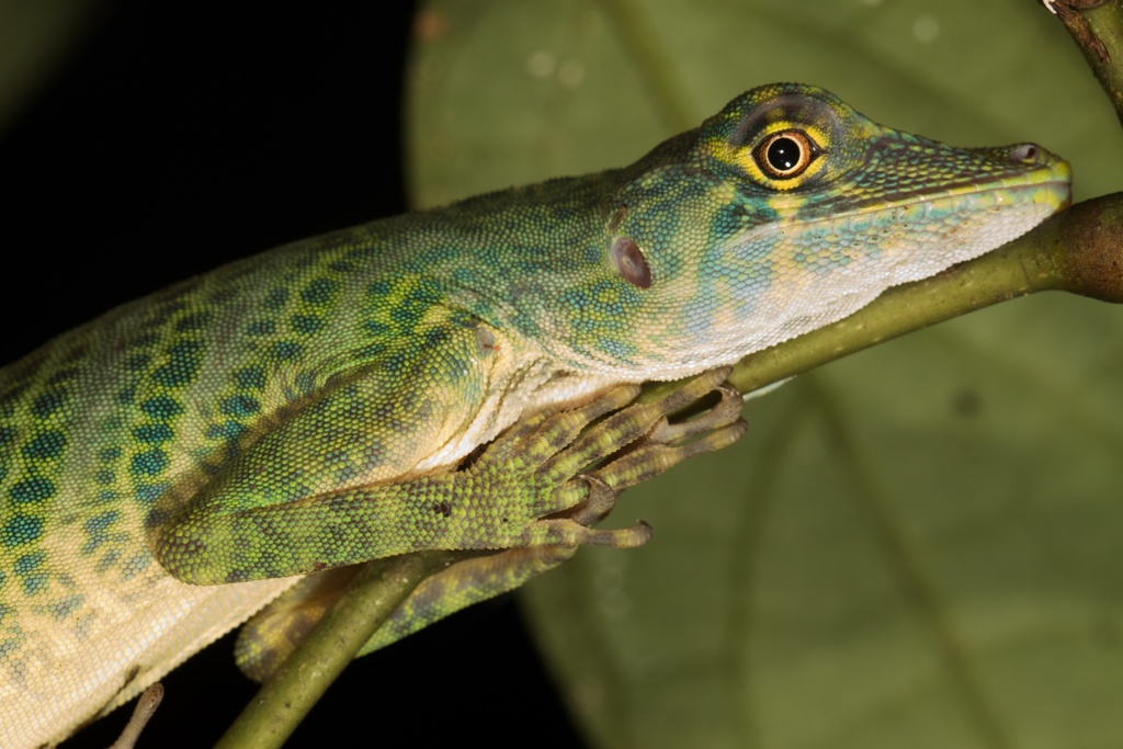 Bridled Anole (Reptiles of Costa Rica's Southern Caribbean Lowlands ...