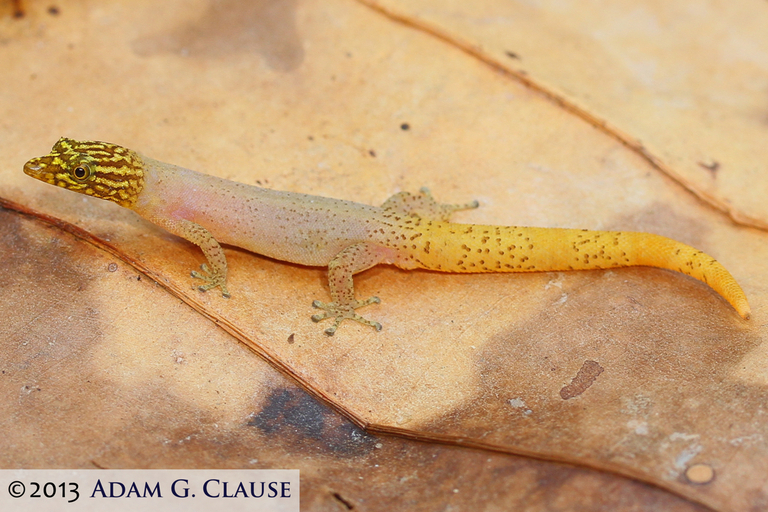 Caribbean Least Gecko (Reptiles of Costa Rica's Southern Caribbean ...