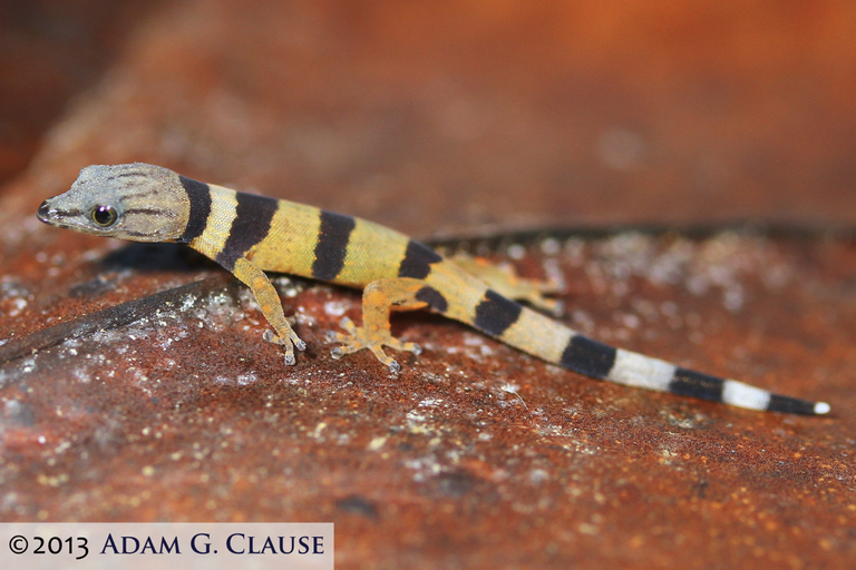 Caribbean Least Gecko (Reptiles of Costa Rica's Southern Caribbean ...