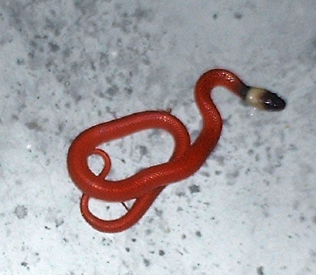 Clelia clelia (Reptiles of Costa Rica's Southern Caribbean Lowlands ...