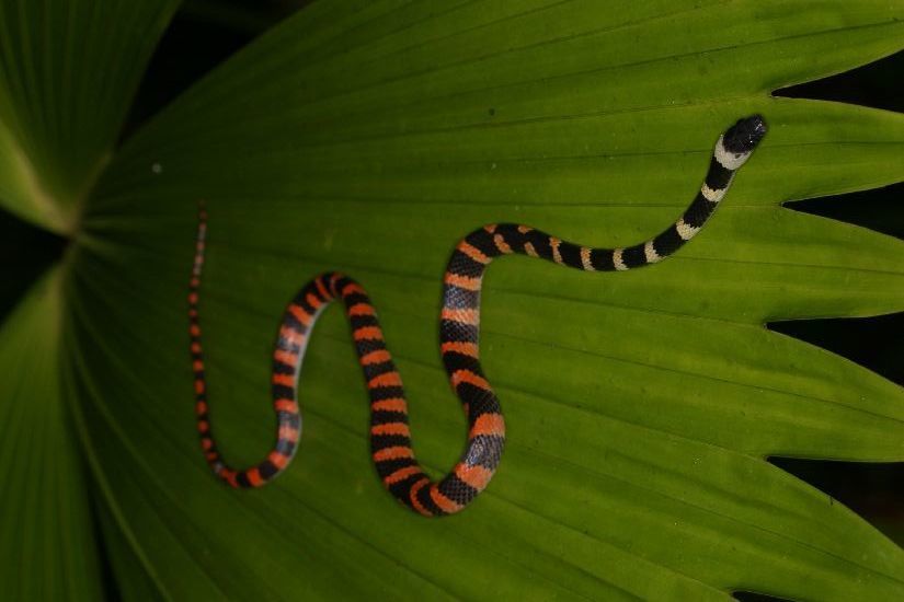 Forest Flame Snake (Reptiles of Costa Rica's Southern Caribbean ...