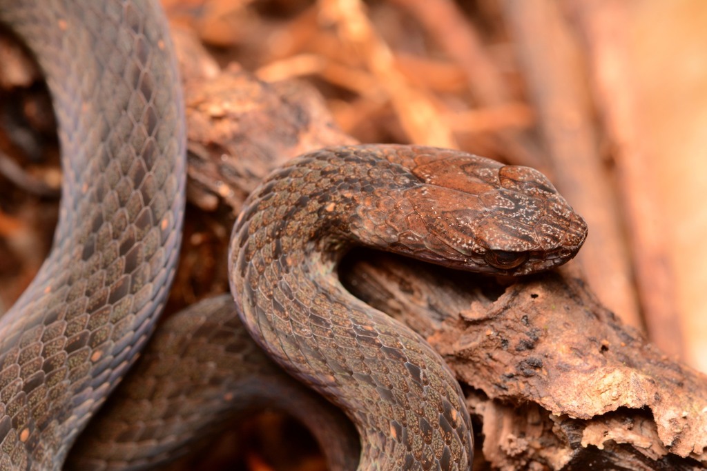 Rustyhead Snake (Reptiles of Costa Rica's Southern Caribbean Lowlands ...