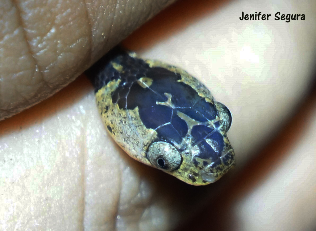 Blunthead Tree Snake (Reptiles of Costa Rica's Southern Caribbean ...
