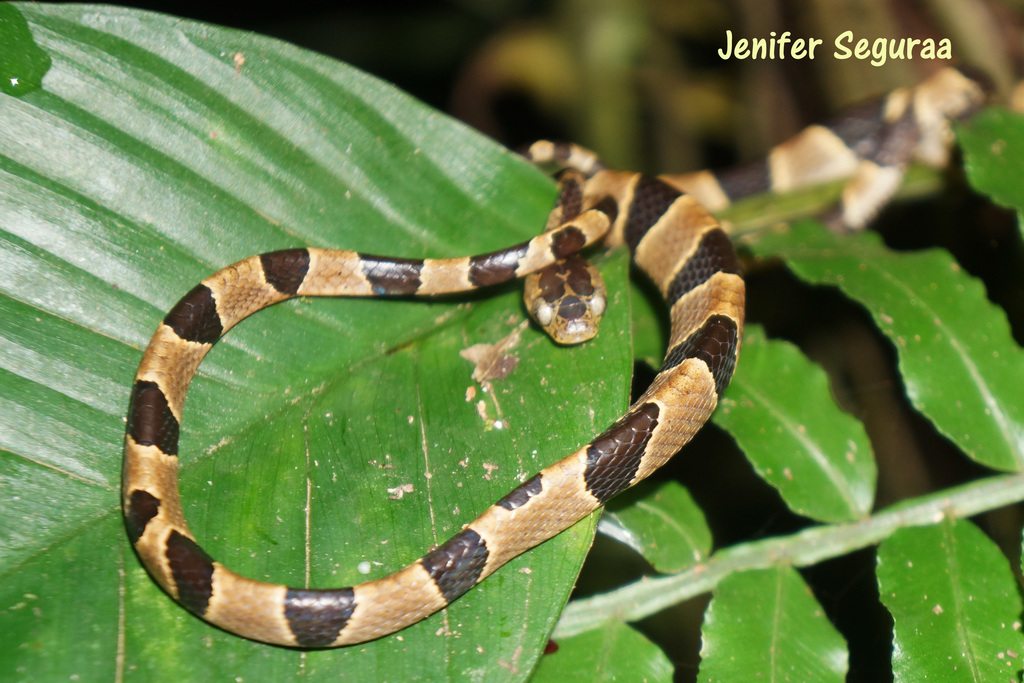 Blunthead Tree Snake (Reptiles of Costa Rica's Southern Caribbean ...