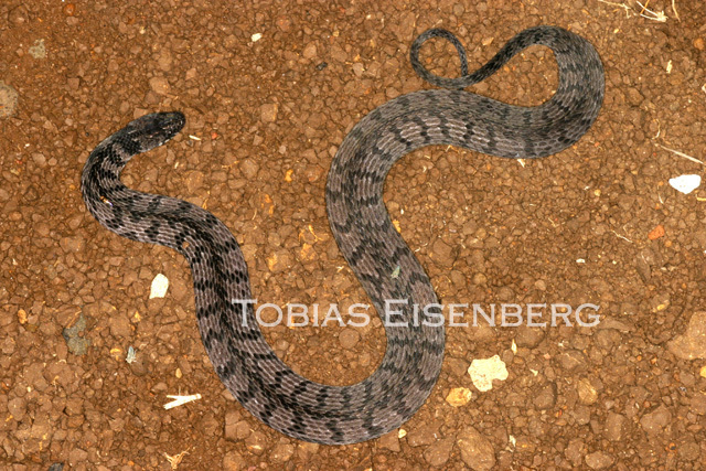 Spotted Coffee Snake (Reptiles of Costa Rica's Southern Caribbean ...