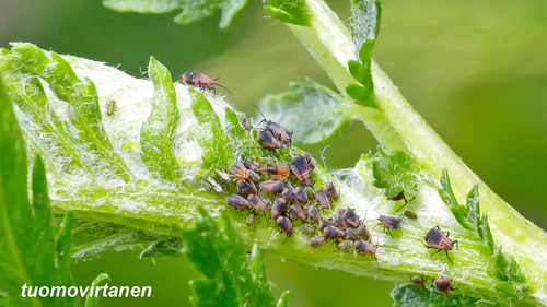 Pink Tansy Aphid (Metopeurum fuscoviride) · iNaturalist United Kingdom