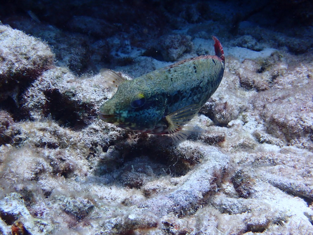 Redband Parrotfish from Bonaire, Caribbean Netherlands on March 17 ...